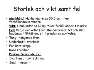 Bildspel, irish glen of imaal terrier 2005 | PPT