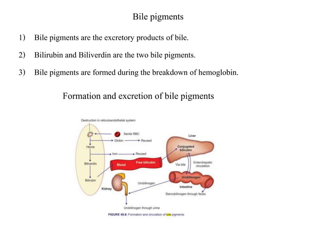 bile.pptx