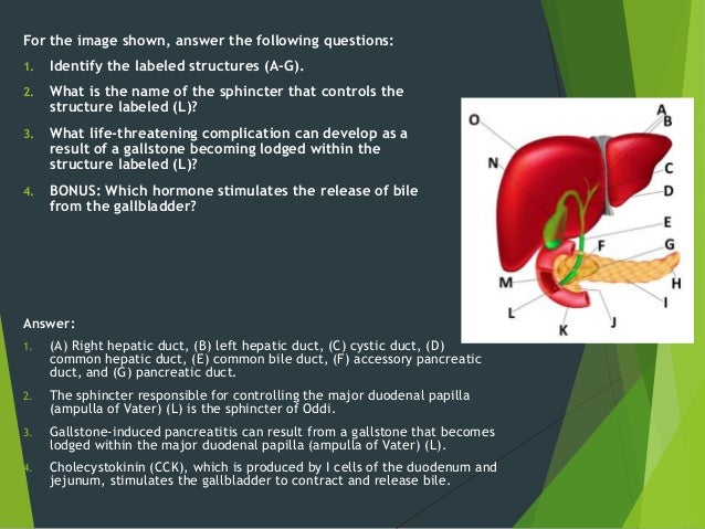 Bile: a review of the biliary system