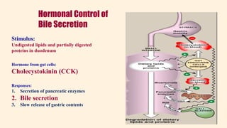 Bile acid metabolism.power point presentation | PPTX