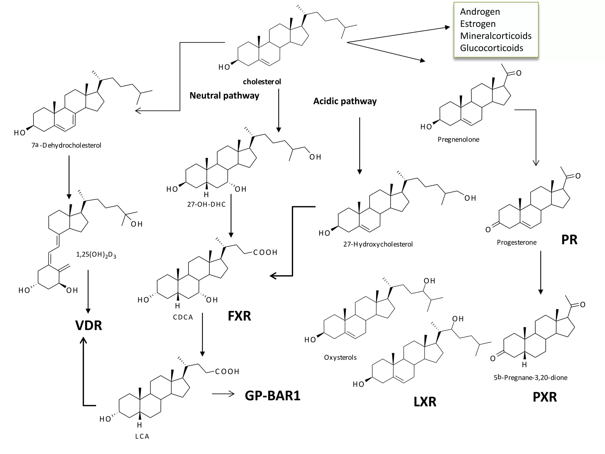 Bile acids and fxr and nsaids | PDF