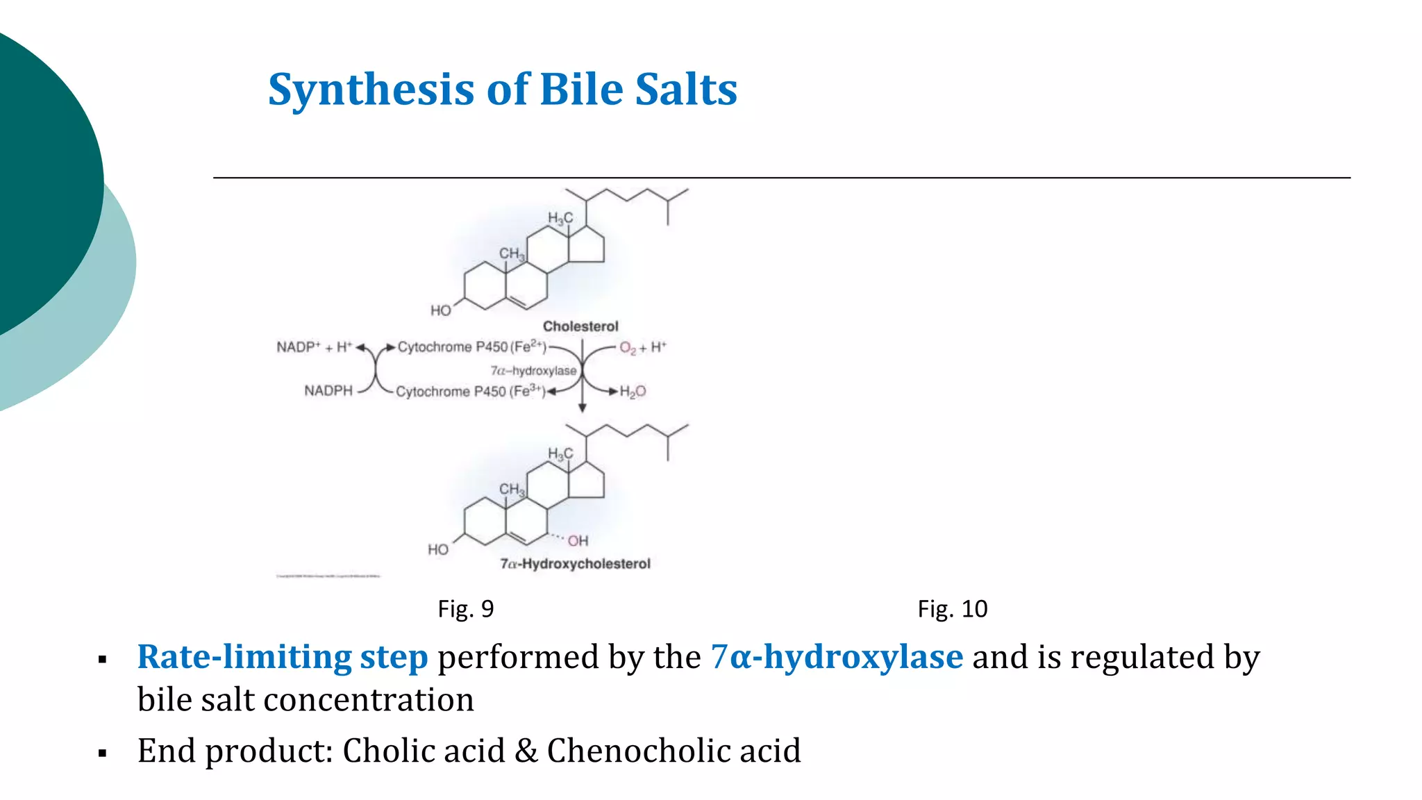 Bile acid synthesis and digestion of lipids | PPTX