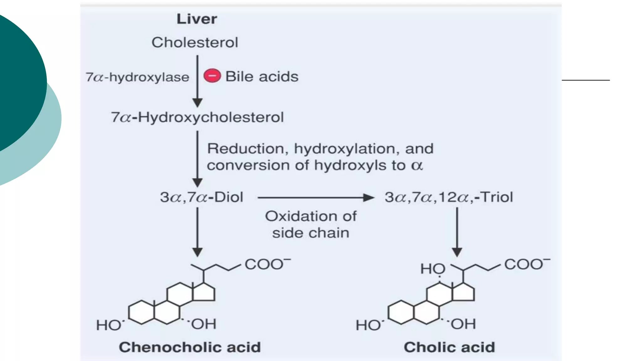 Bile acid synthesis and digestion of lipids | PPTX