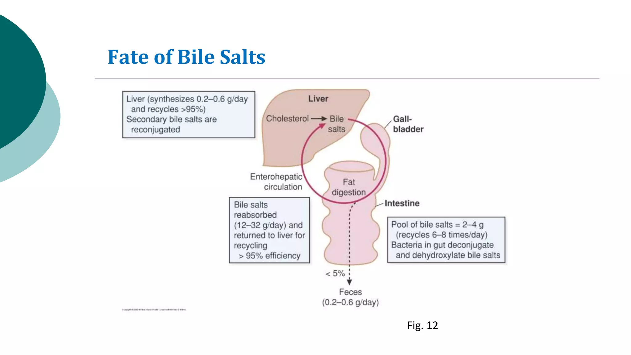 Bile acid synthesis and digestion of lipids | PPTX