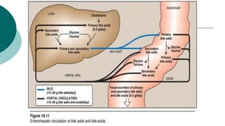 Bile acid synthesis and digestion of lipids | PPTX