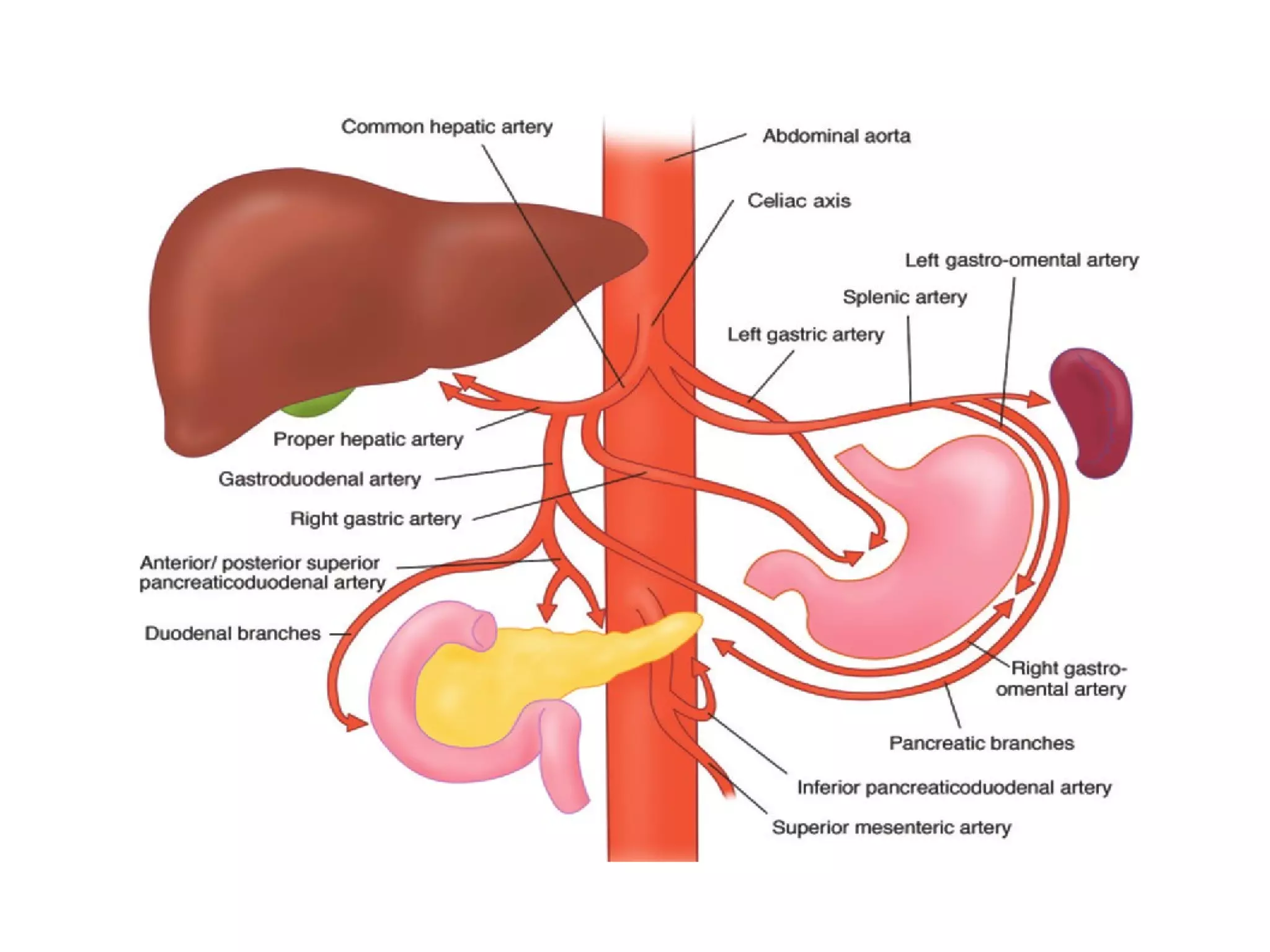 Bile Duct Ultrasound Ppt