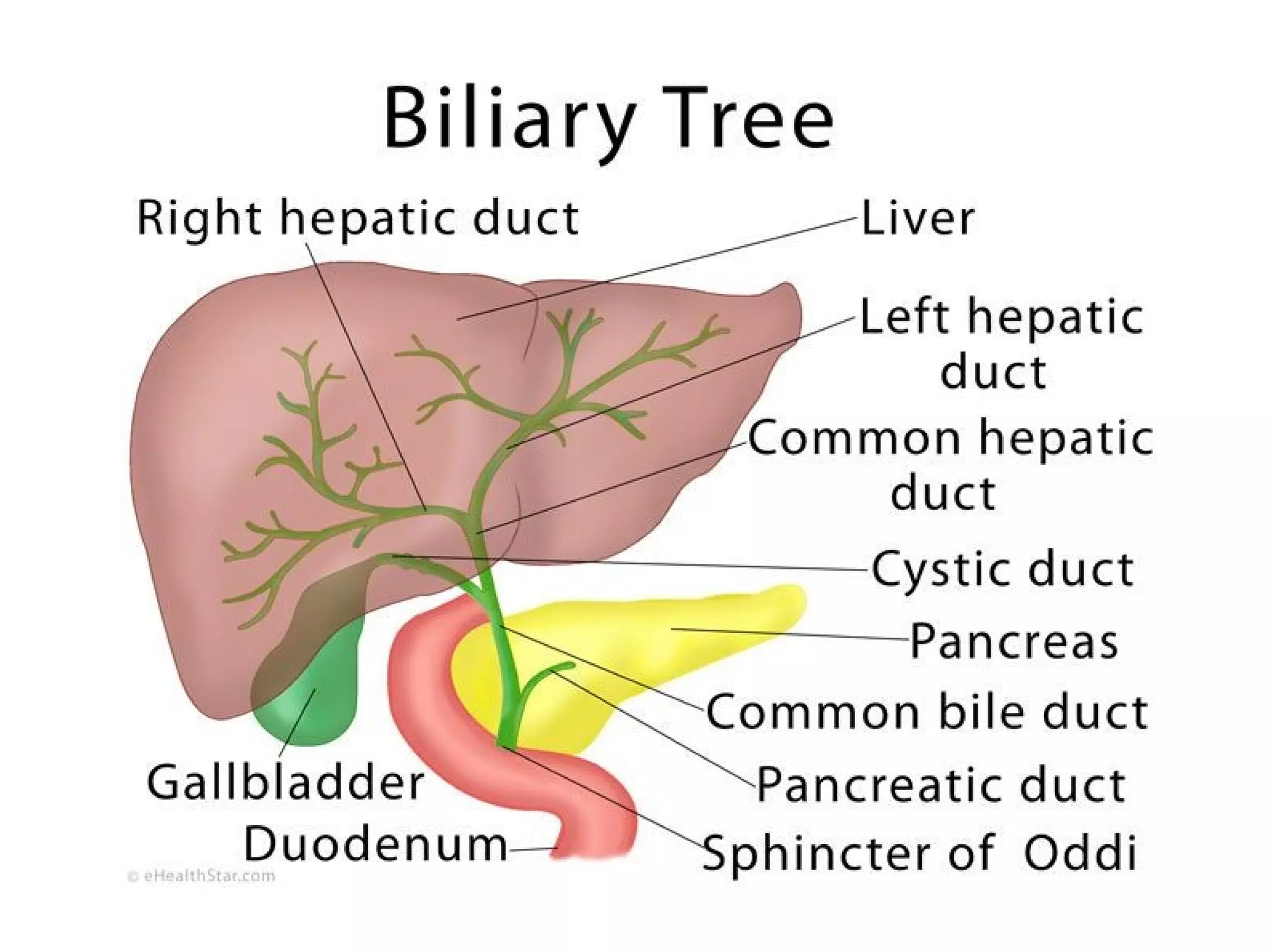 Bile Duct Ultrasound Ppt