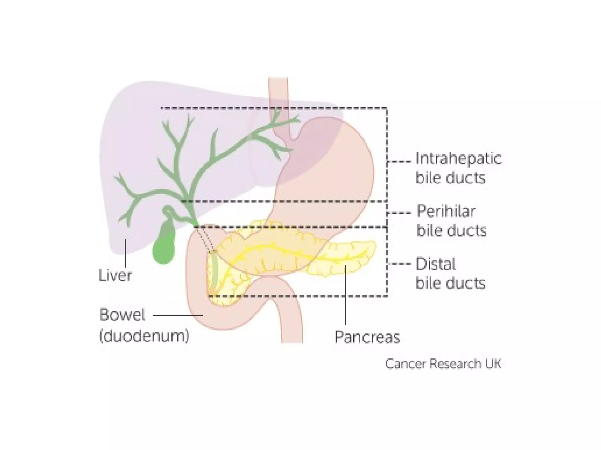 Bile Duct Ultrasound Ppt