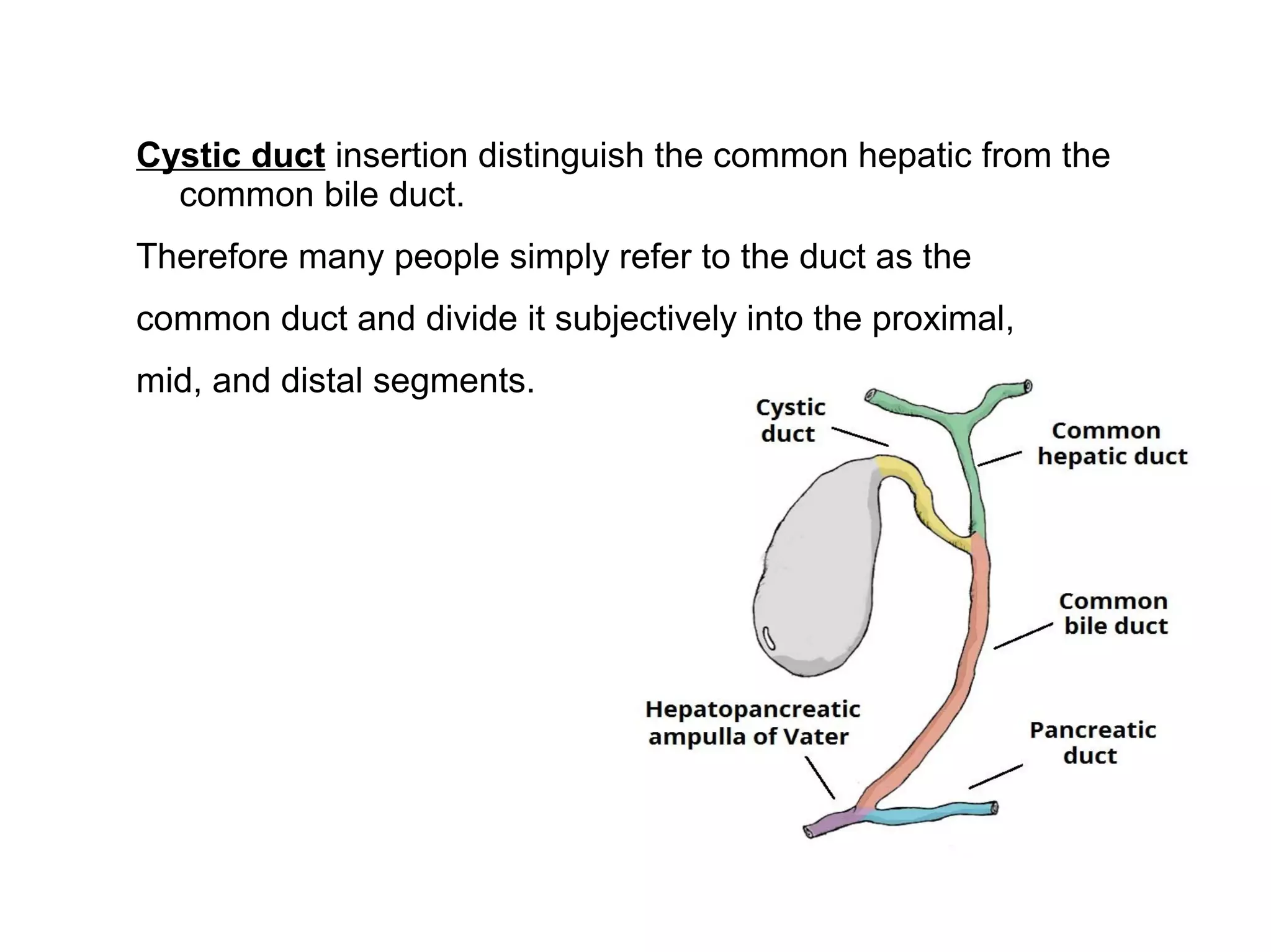 Bile duct Ultrasound | PPT