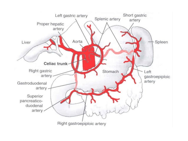 Bile Duct Ultrasound Ppt