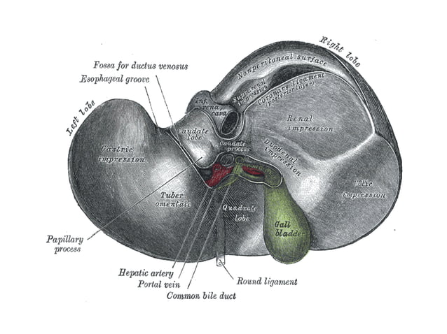 Bile Duct Ultrasound Ppt