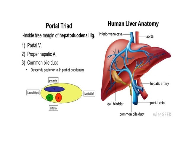 Bile Duct Ultrasound Ppt