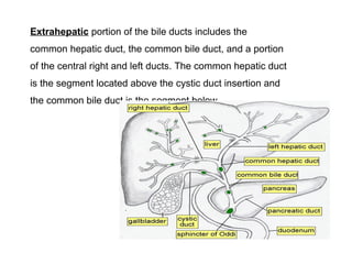 Bile duct Ultrasound | PPT