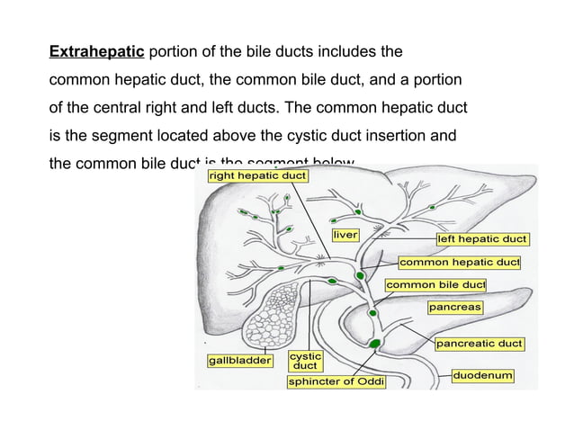Bile duct Ultrasound | PPT