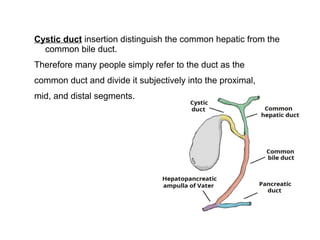 Bile duct Ultrasound | PPT