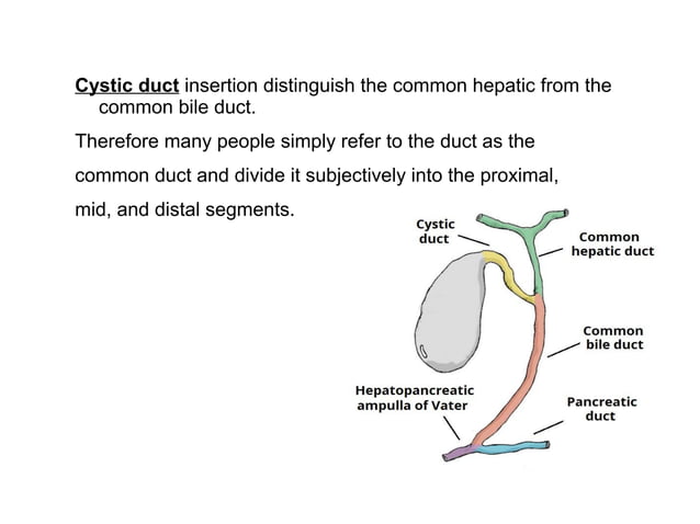 Bile Duct Ultrasound Ppt