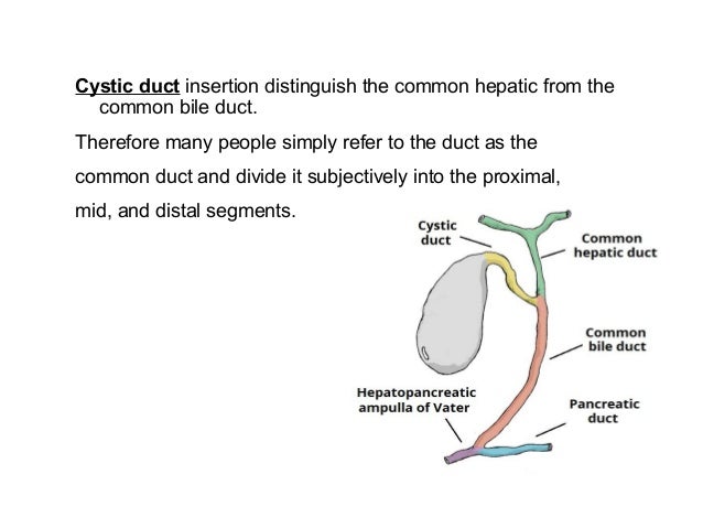 Bile duct Ultrasound
