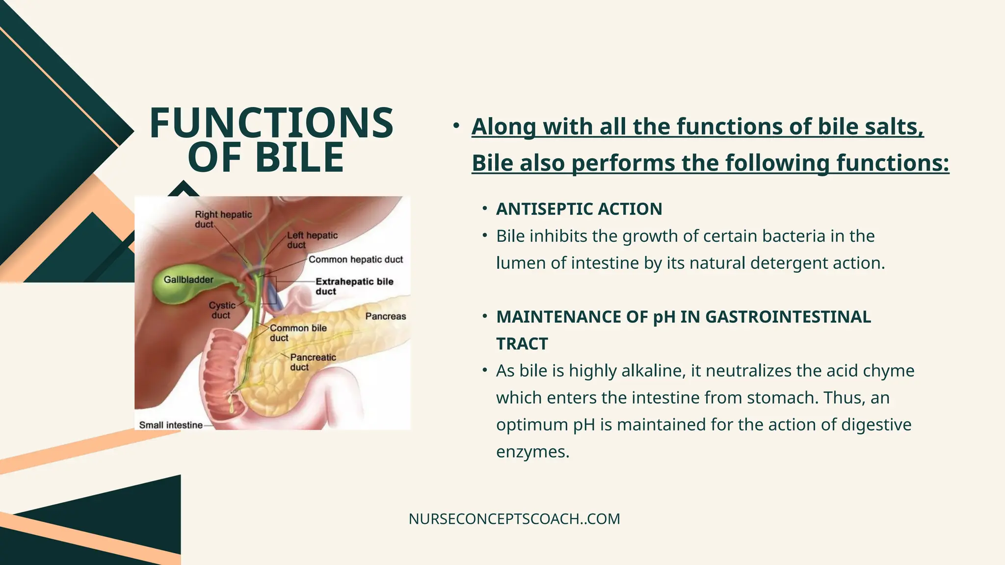 Bile juice, bile pigment, bile salts ppt | PPTX