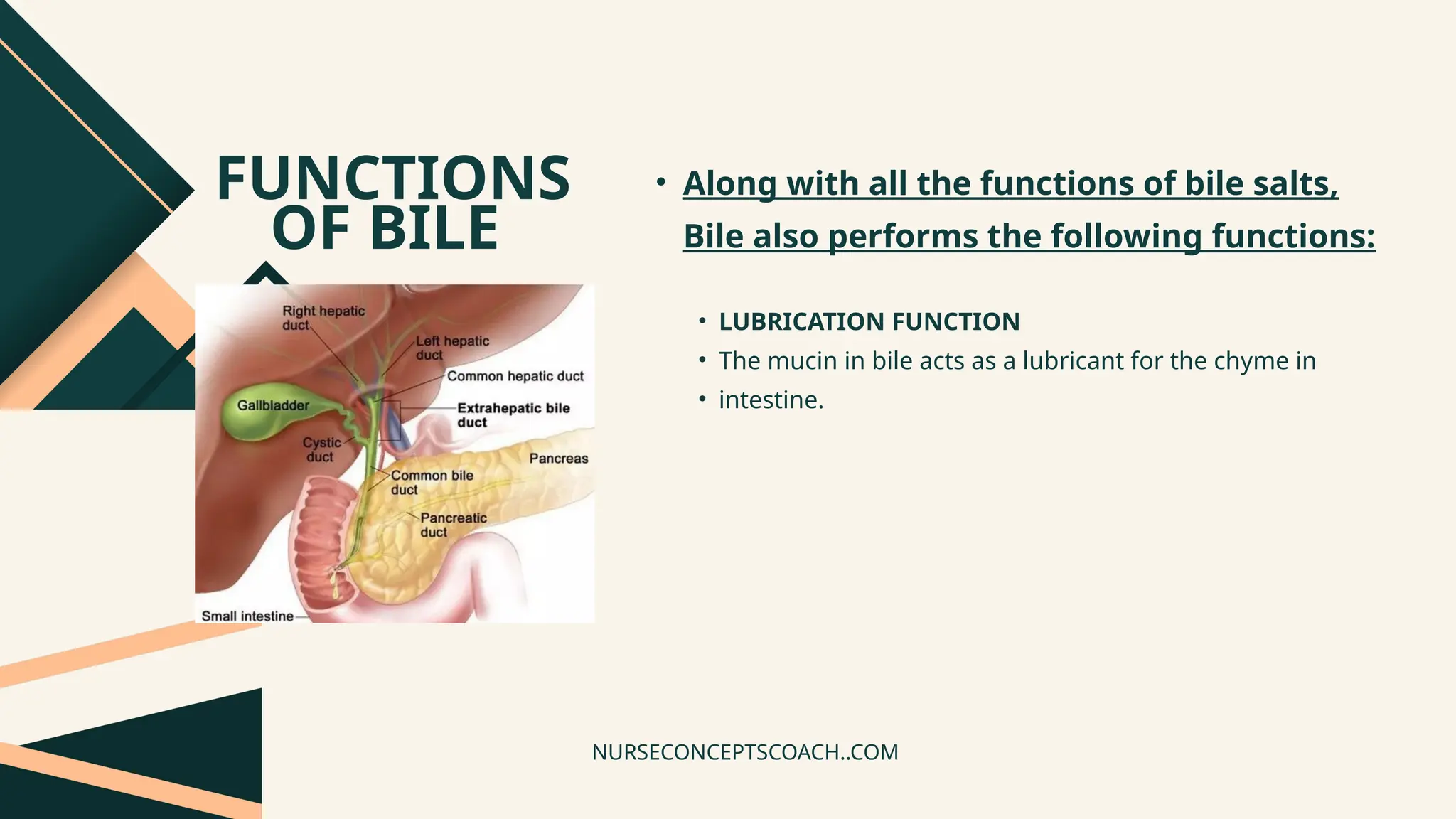 Bile juice, bile pigment, bile salts ppt | PPTX