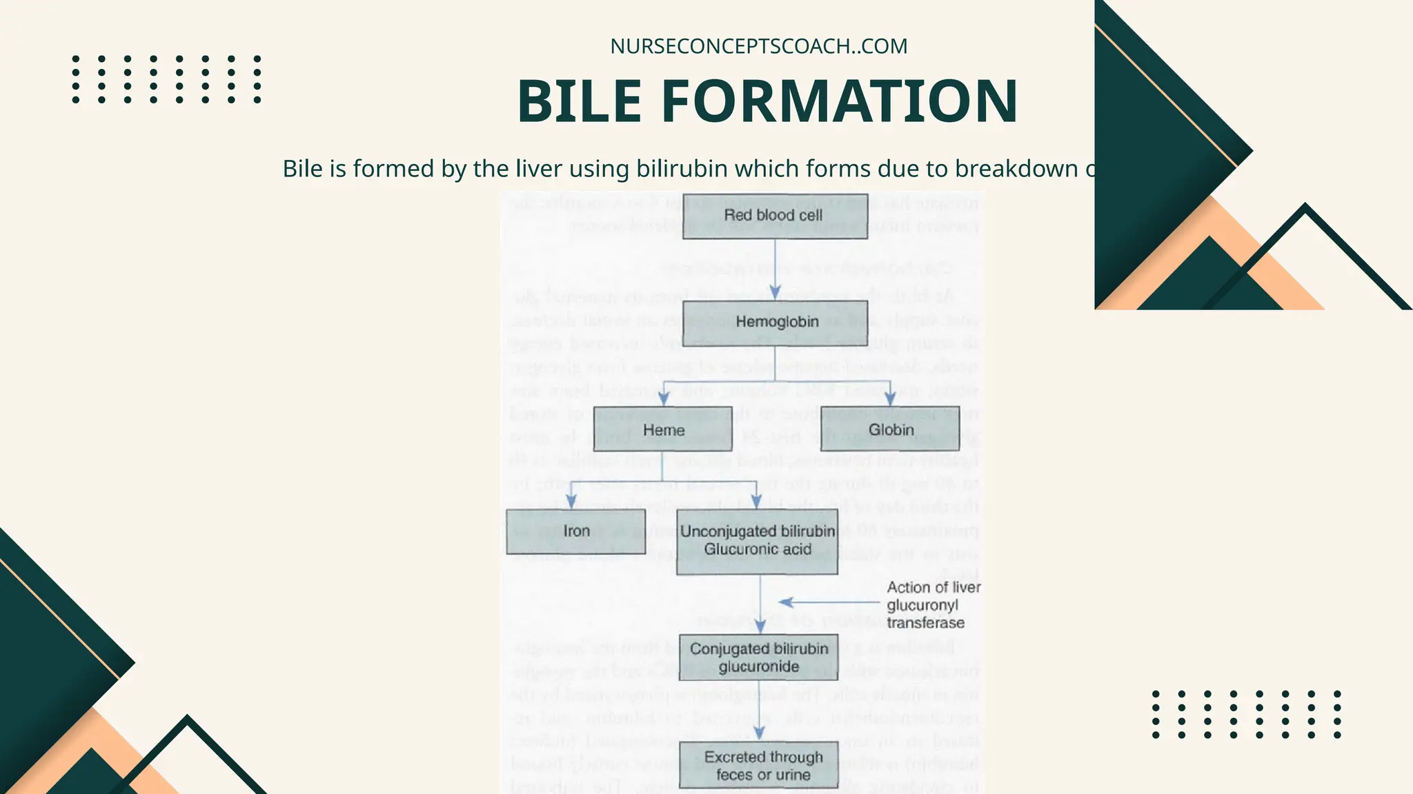 Bile juice, bile pigment, bile salts ppt | PPTX