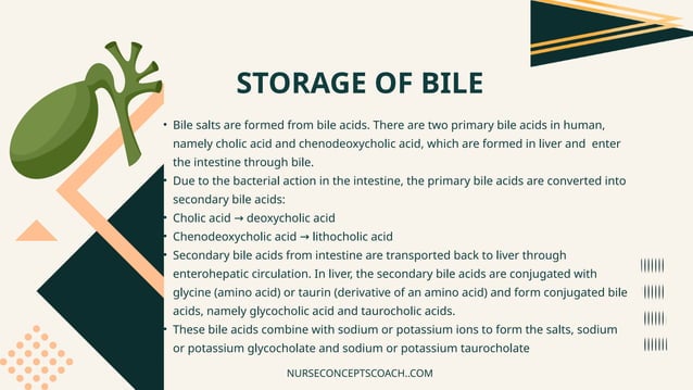 Bile juice, bile pigment, bile salts ppt | PPTX