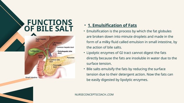 Bile juice, bile pigment, bile salts ppt | PPTX