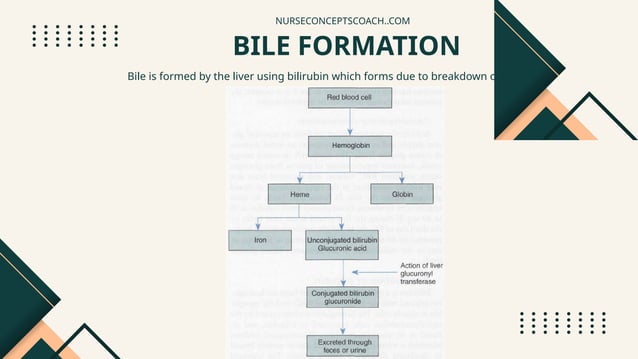 Bile juice, bile pigment, bile salts ppt | PPTX
