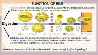 Bile Metabolism and Liver Function Tests: Biochemical and Clinical ...