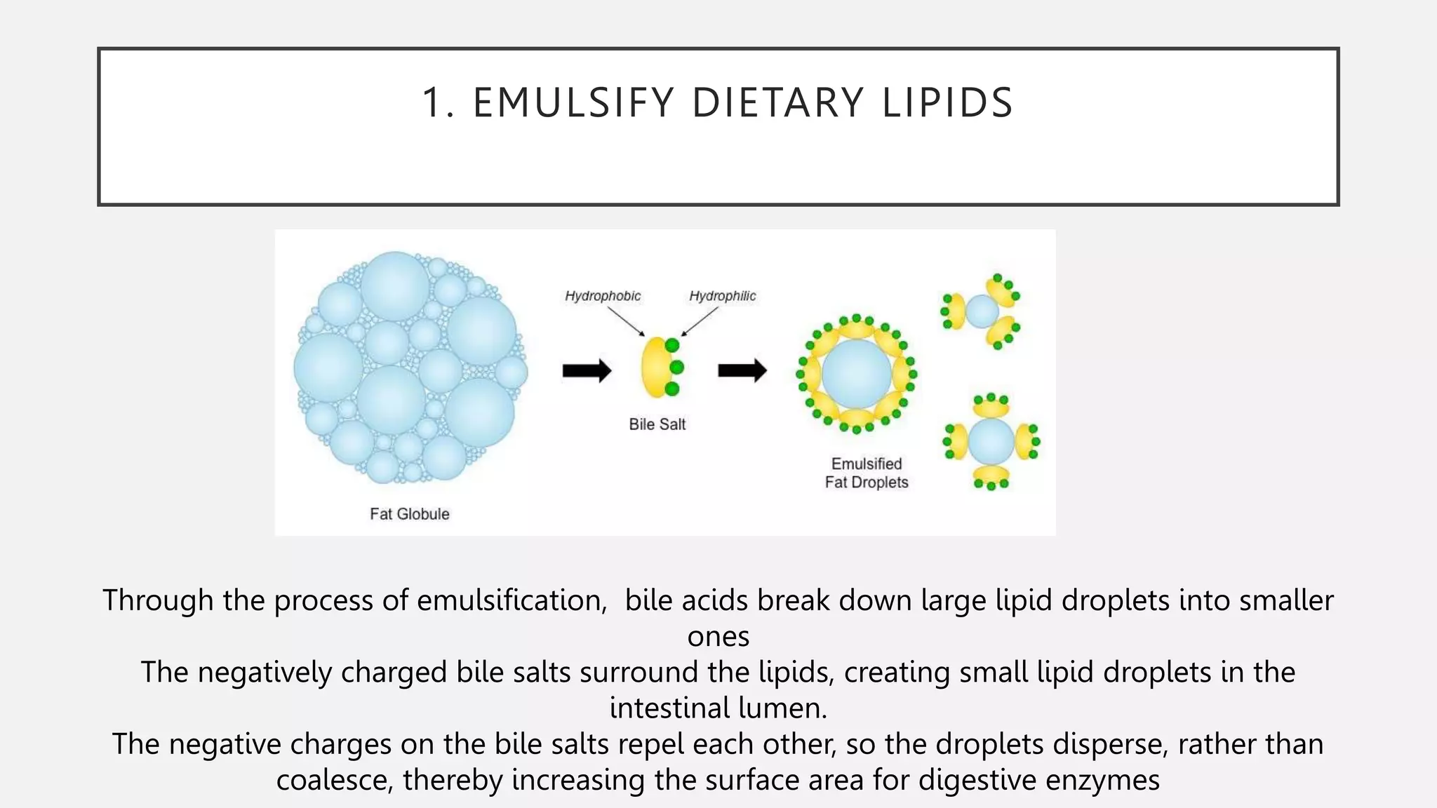 Bile physiology.pptx
