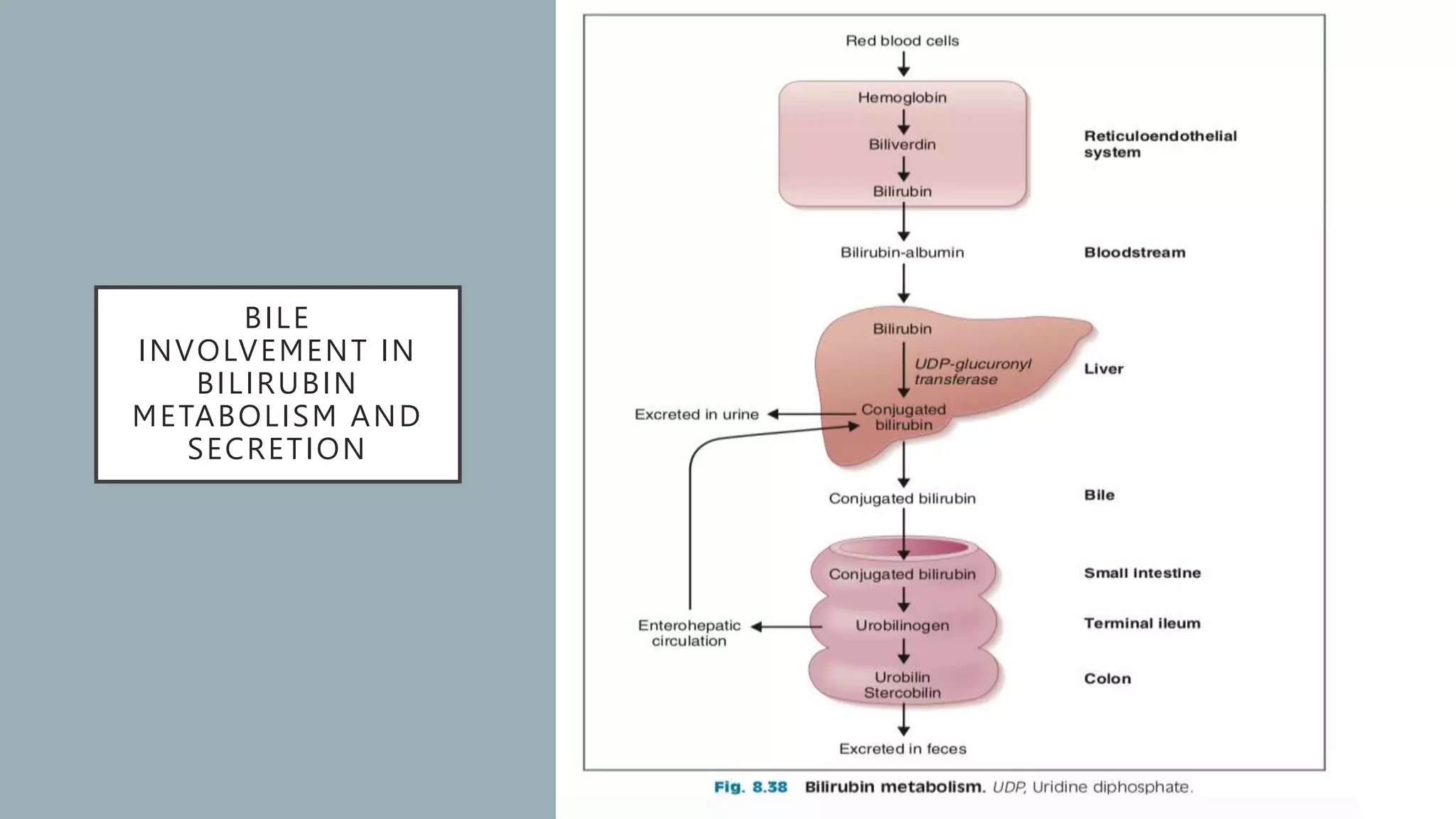 Bile physiology.pptx
