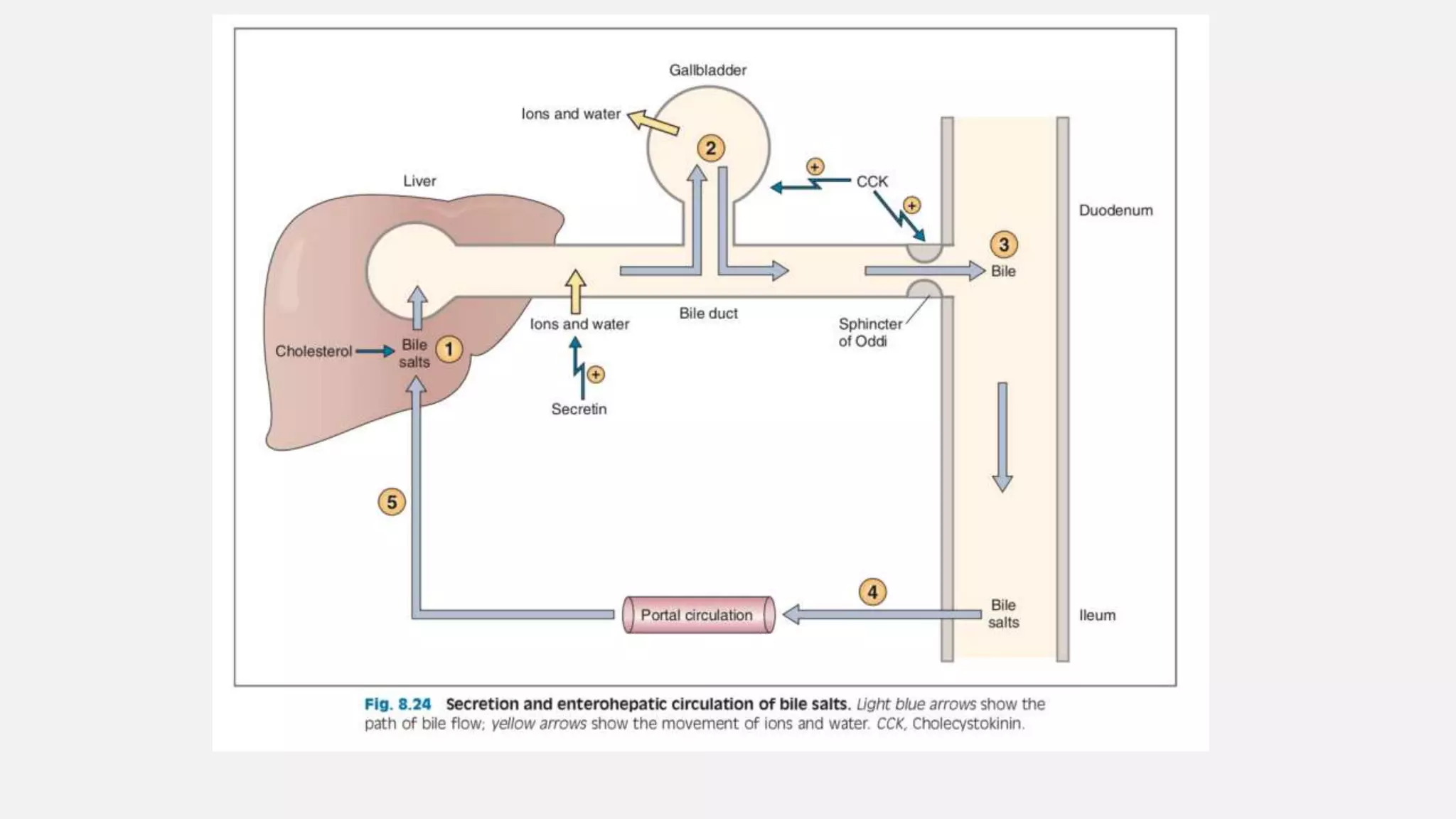 Bile physiology.pptx