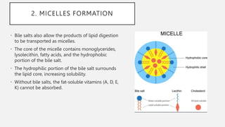 Bile physiology.pptx