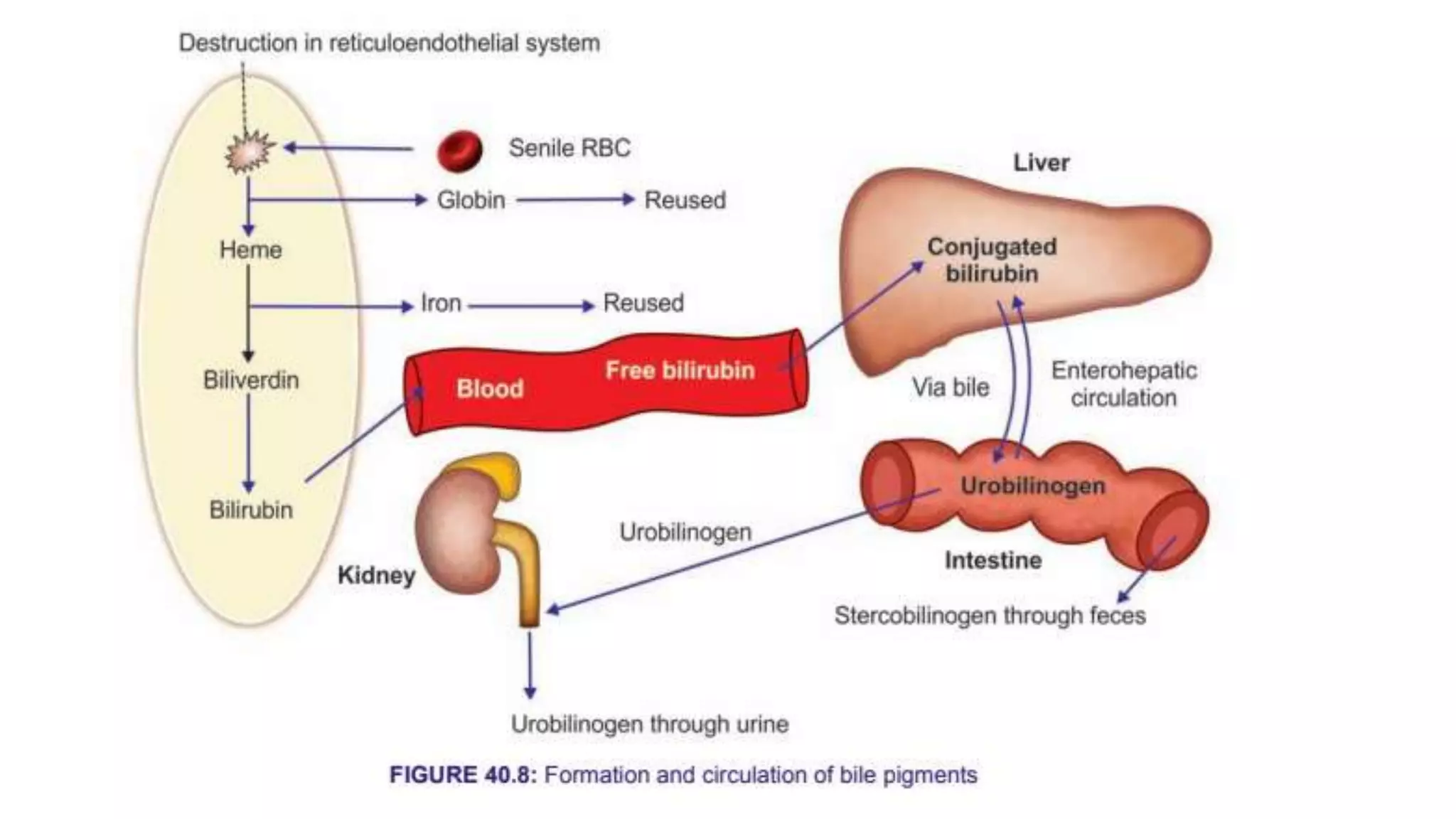 BILE PIGMENT.pptx