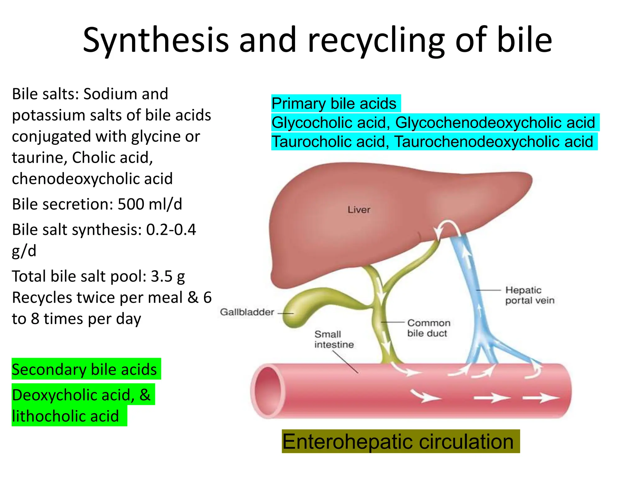 Function of liver and effect of bile for digestion of fat | PPT