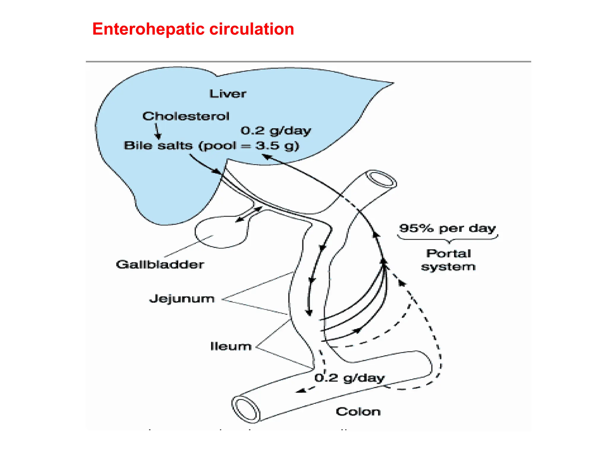 Function of liver and effect of bile for digestion of fat | PPT