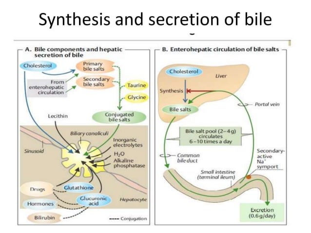 Function of liver and effect of bile for digestion of fat | PPT
