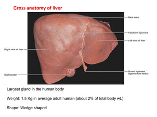 Function of liver and effect of bile for digestion of fat | PPT