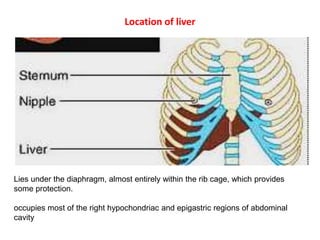 Function of liver and effect of bile for digestion of fat | PPT