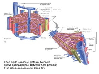 Function of liver and effect of bile for digestion of fat | PPT