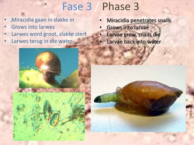 Bilharzia | PPTX | Infectious Diseases | Diseases and Conditions