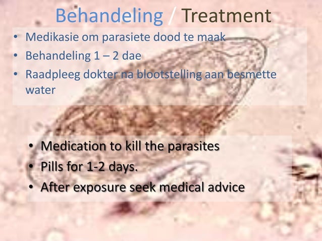 Bilharzia | PPTX | Infectious Diseases | Diseases and Conditions