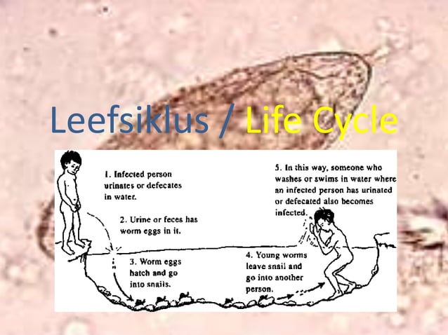 Bilharzia | PPTX | Infectious Diseases | Diseases and Conditions
