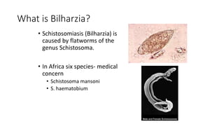 Schistosomiasis (Bilharzia) prevalence in Zomba, Southern Malawi | PPT