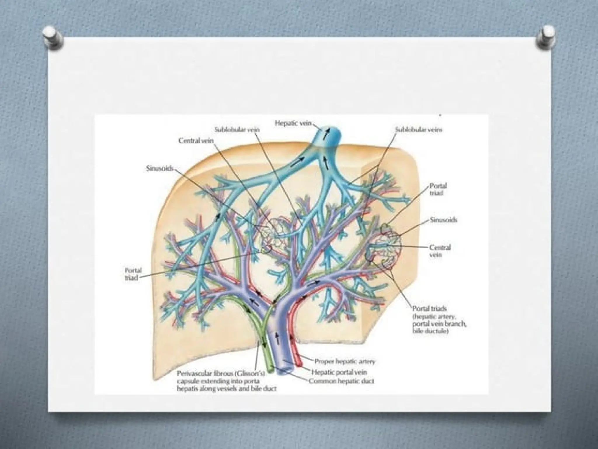 Biliary Anatomy, ATRESIA , CHOLEDOCHAL CYST.pptx