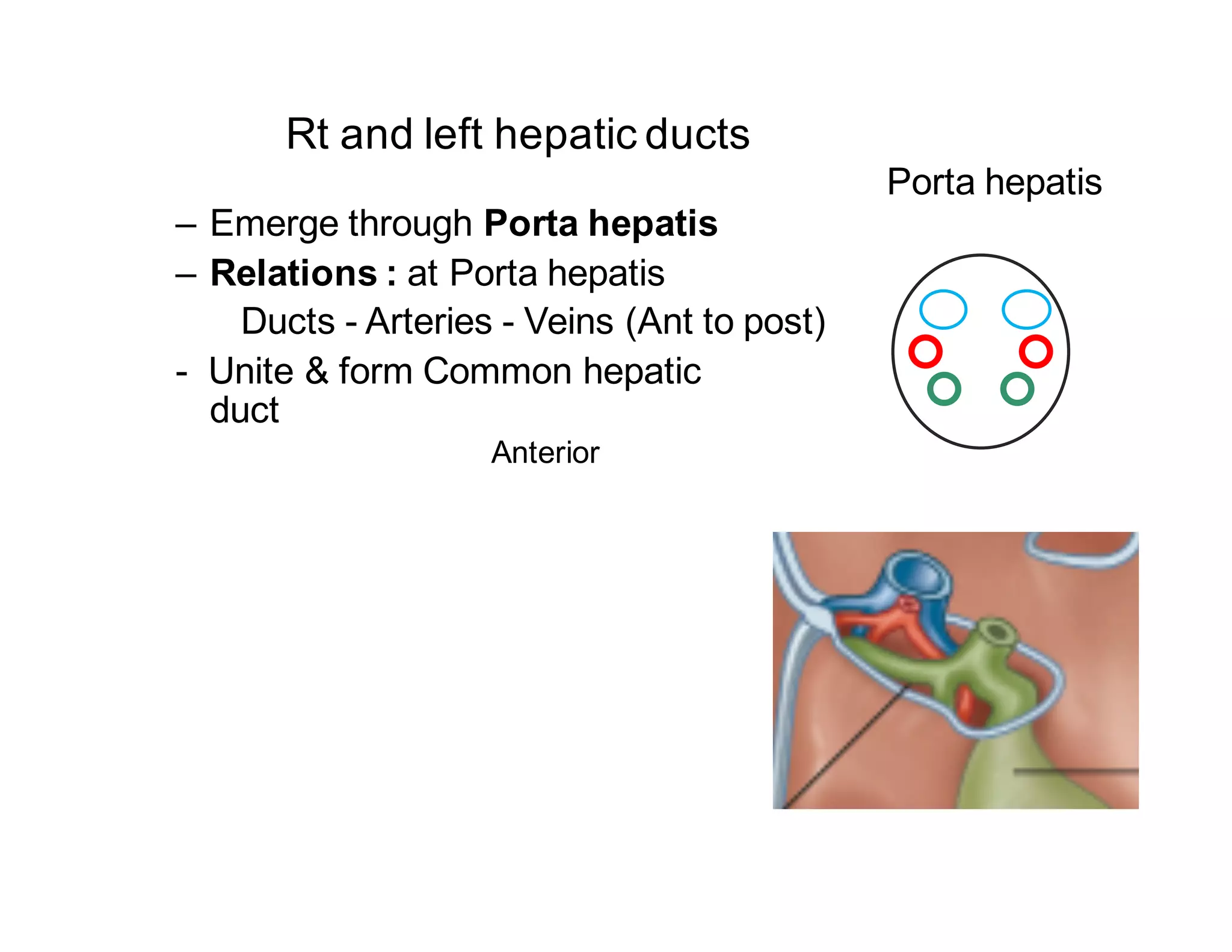Biliary apparatus | PDF