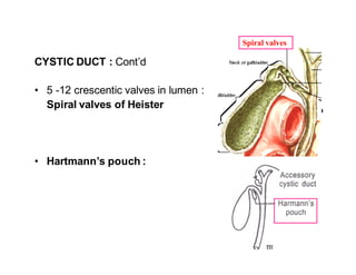 Biliary apparatus | PDF