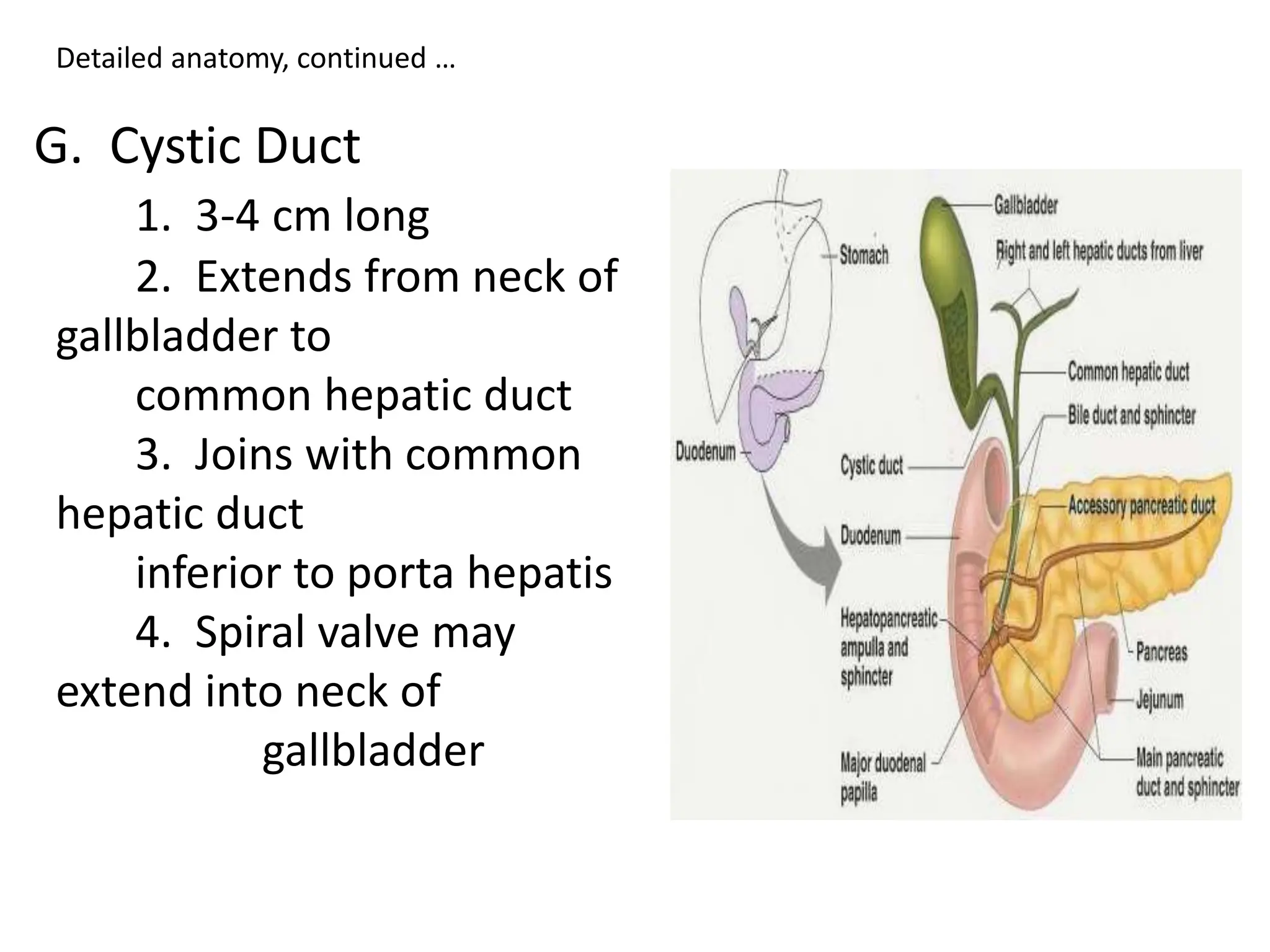 BILIARY APPARATUS 2024.pptx human anatomy | PPT