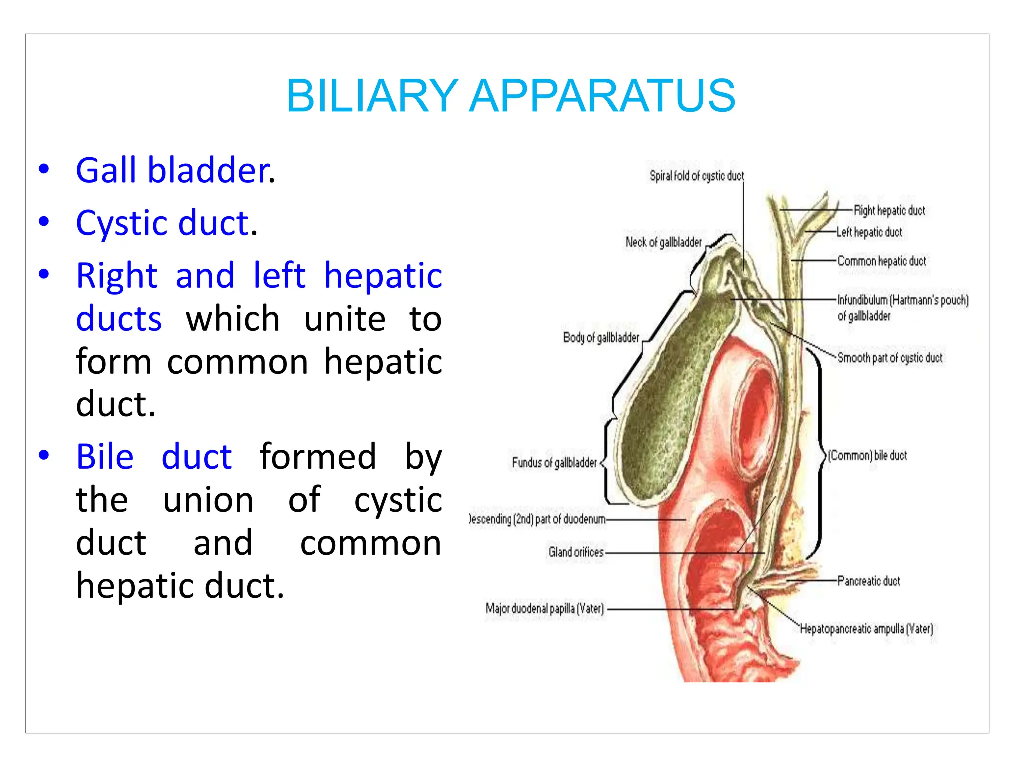 BILIARY APPARATUS 2024.pptx human anatomy | PPT