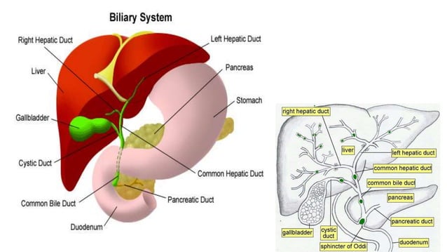 Biliary atresia | PPTX