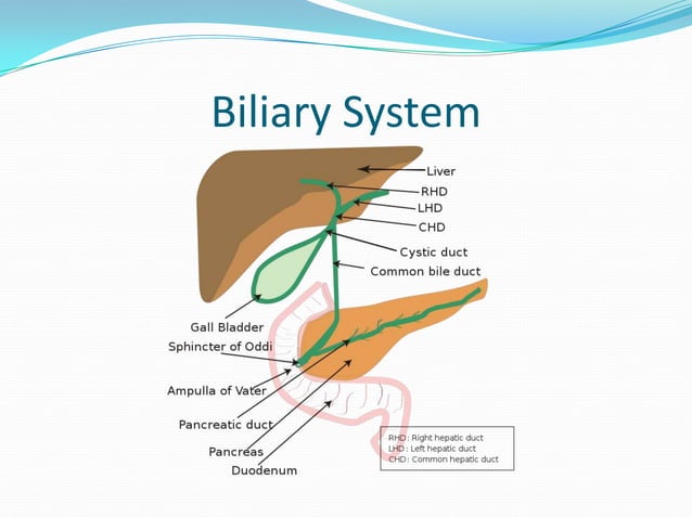 Biliary Disease | PPTX